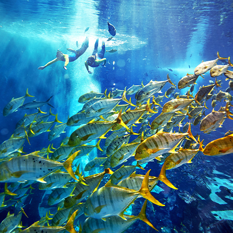 25 Fun Facts We Bet You Didn’T Know About Atlantis, The Palm | Winged Boots